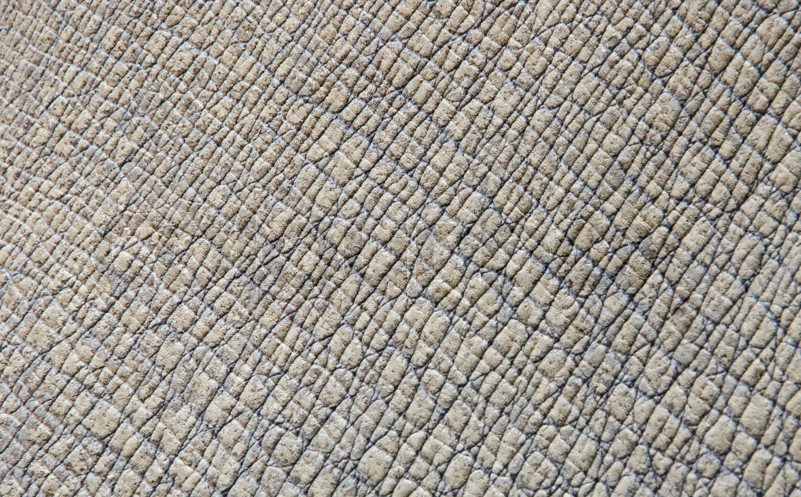 Rhino skin texture | Stock image | Colourbox