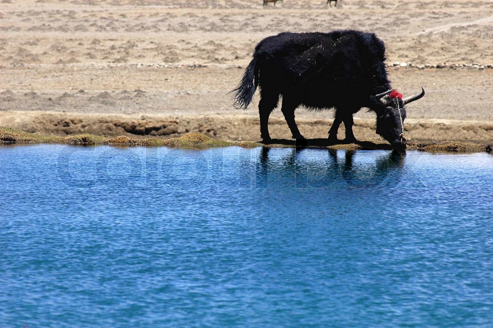 Black yak at lakeside | Stock image | Colourbox