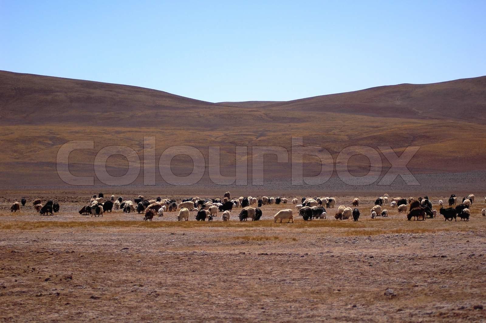Sheep and yaks | Stock image | Colourbox