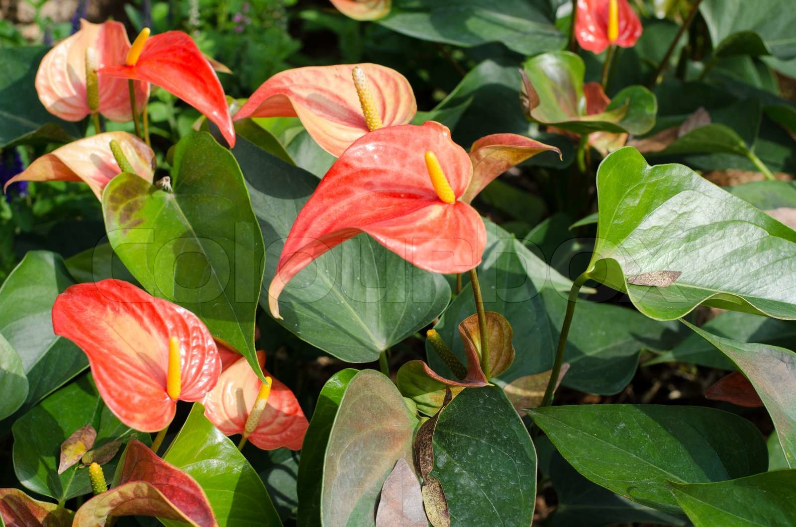 Beautiful flamingo flowers | Stock image | Colourbox