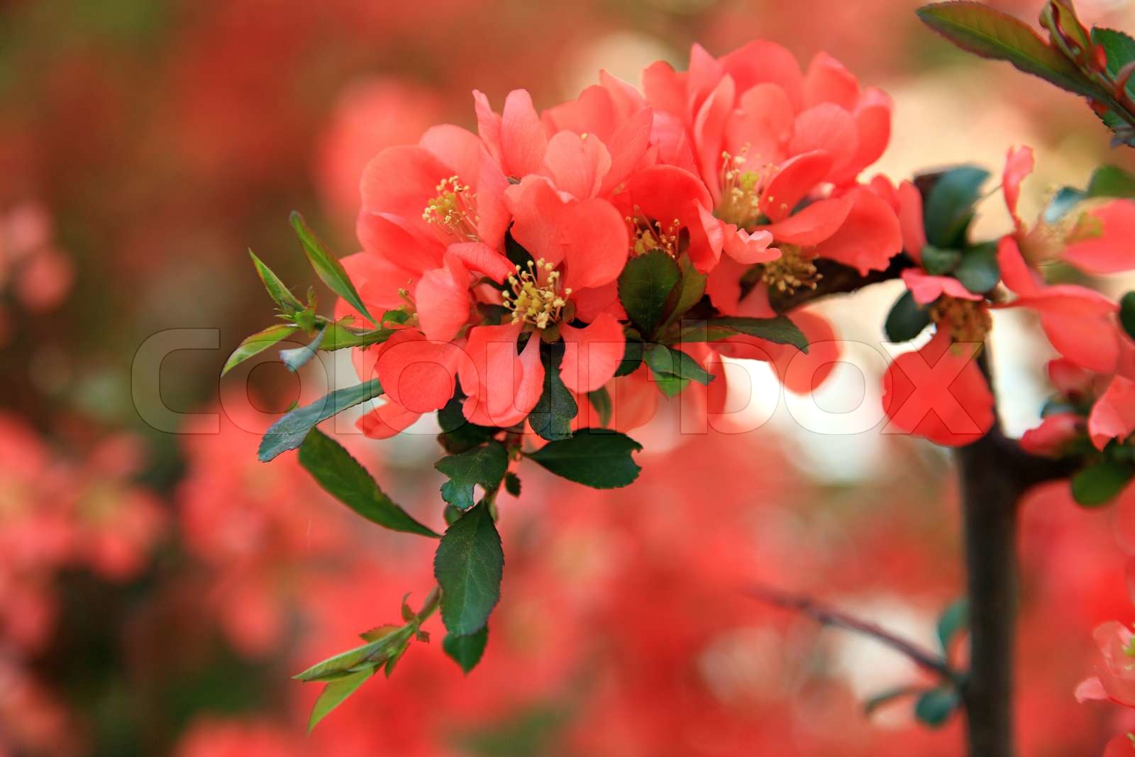 japanische Scheinquitte verzweigt. | Stock Bild | Colourbox