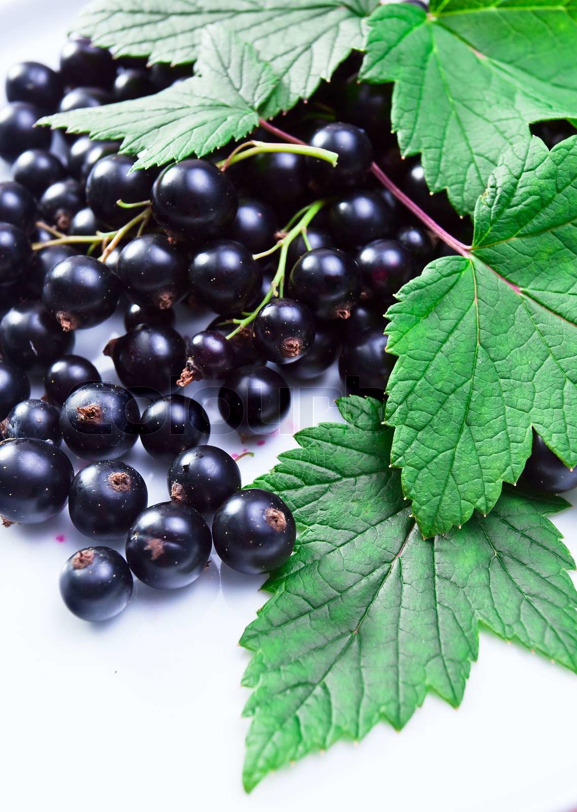 blackcurrant | Stock image | Colourbox
