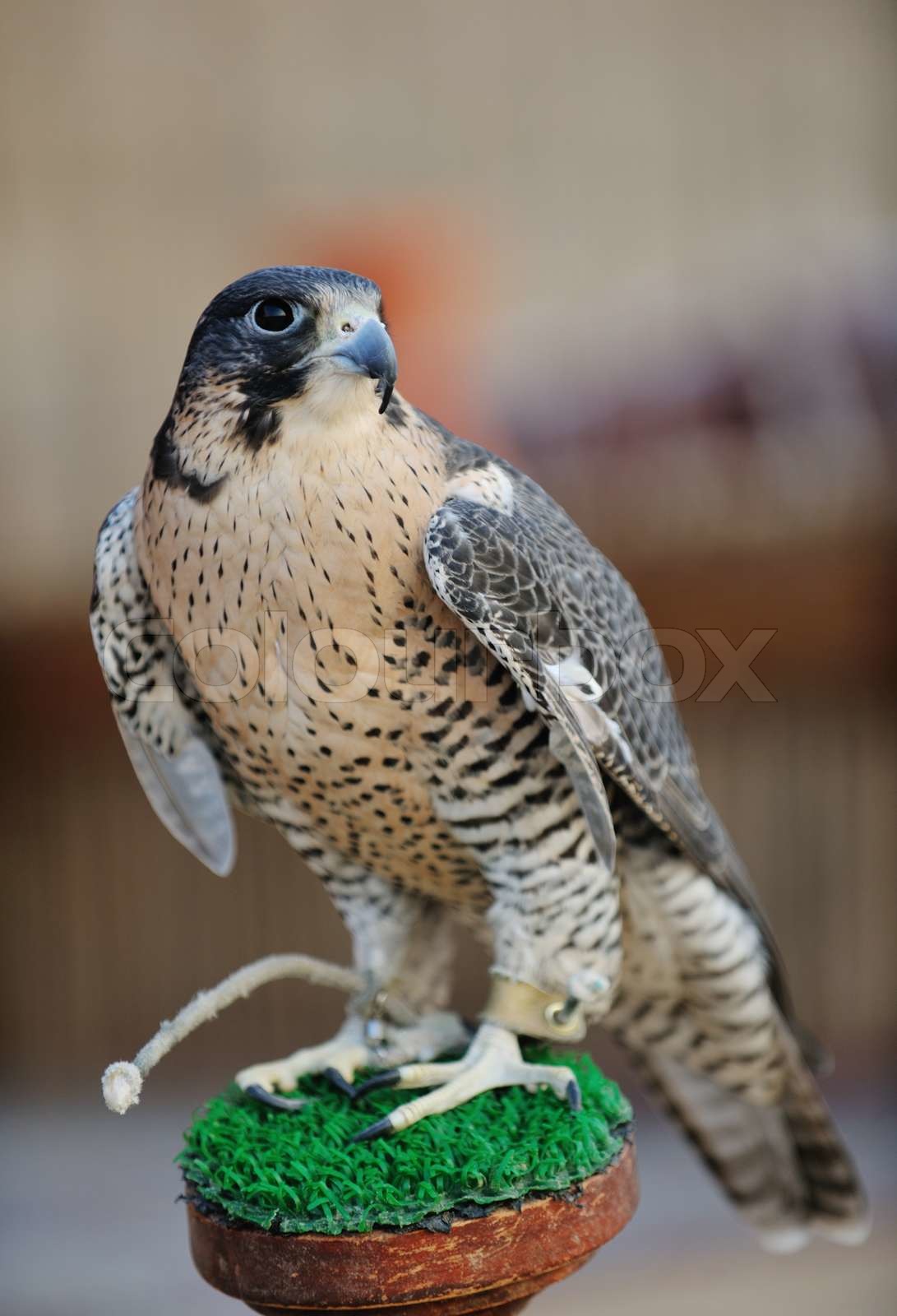 arab falcon bird | Stock image | Colourbox