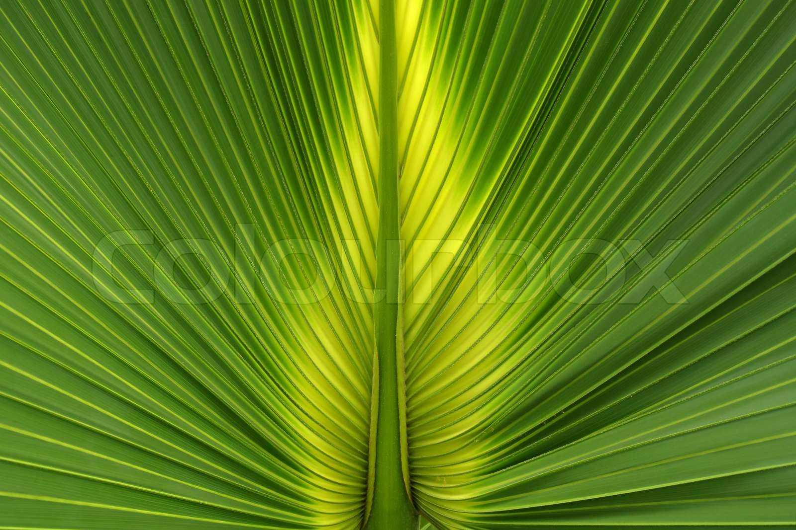 Palm leaf | Stock image | Colourbox