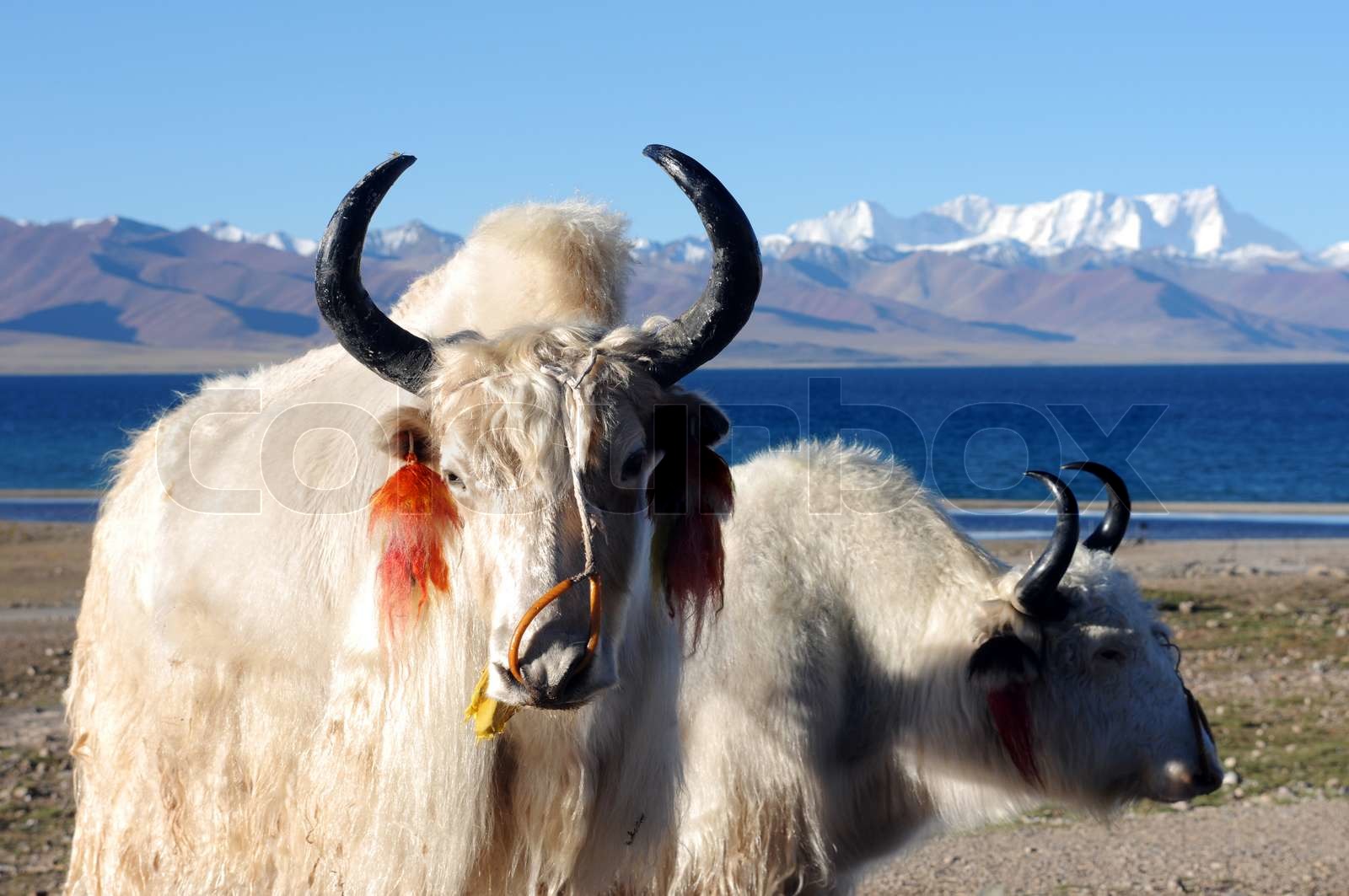 Tibetan white yaks at lakeside | Stock image | Colourbox