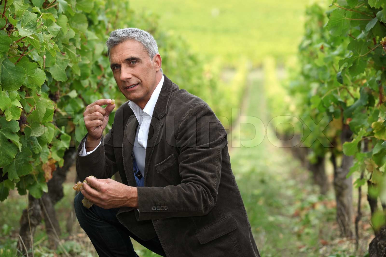 vineyard owner | Stock image | Colourbox