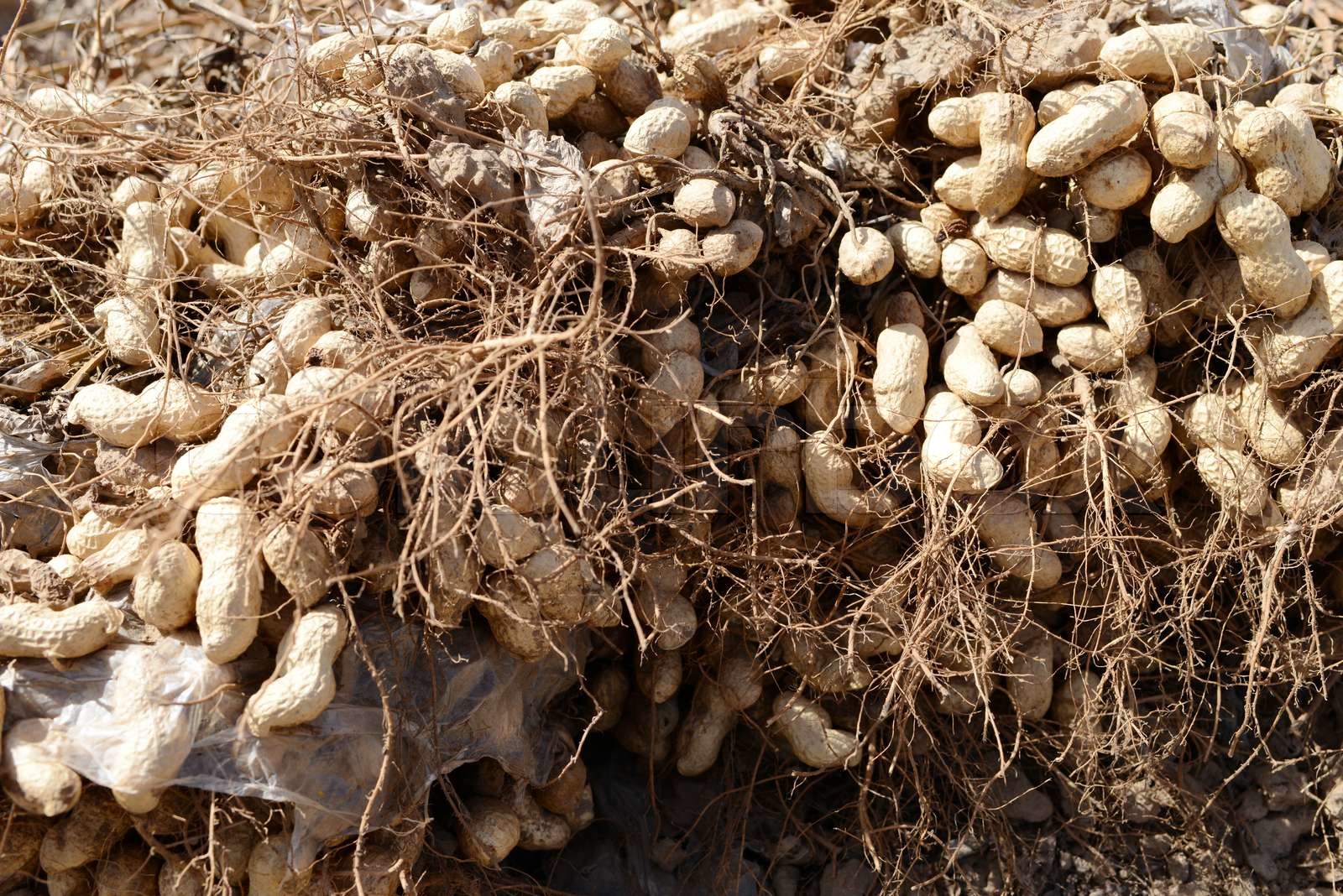 Many freshly-dug peanuts with roots | Stock image | Colourbox