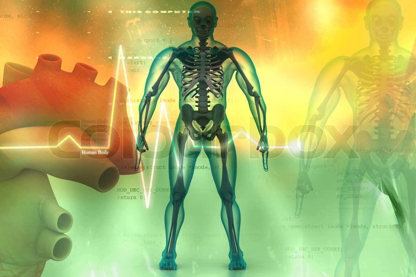 Digital illustration of human body | Stock image | Colourbox