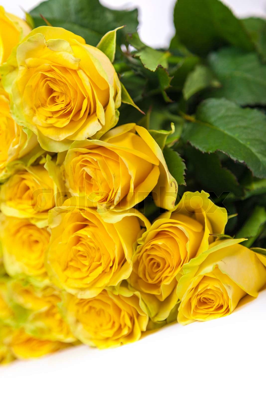 Group of fresh yellow roses | Stock image | Colourbox
