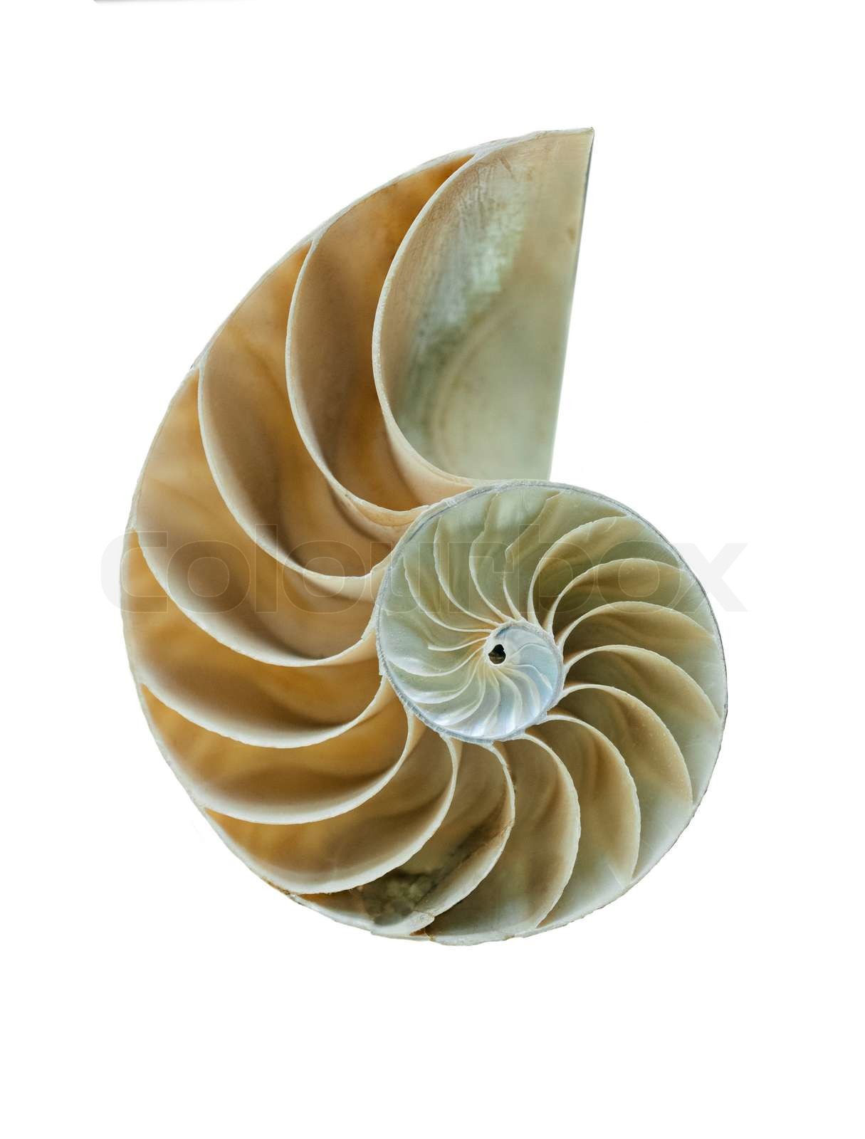 Nautilus shell - great detailed shot | Stock image | Colourbox