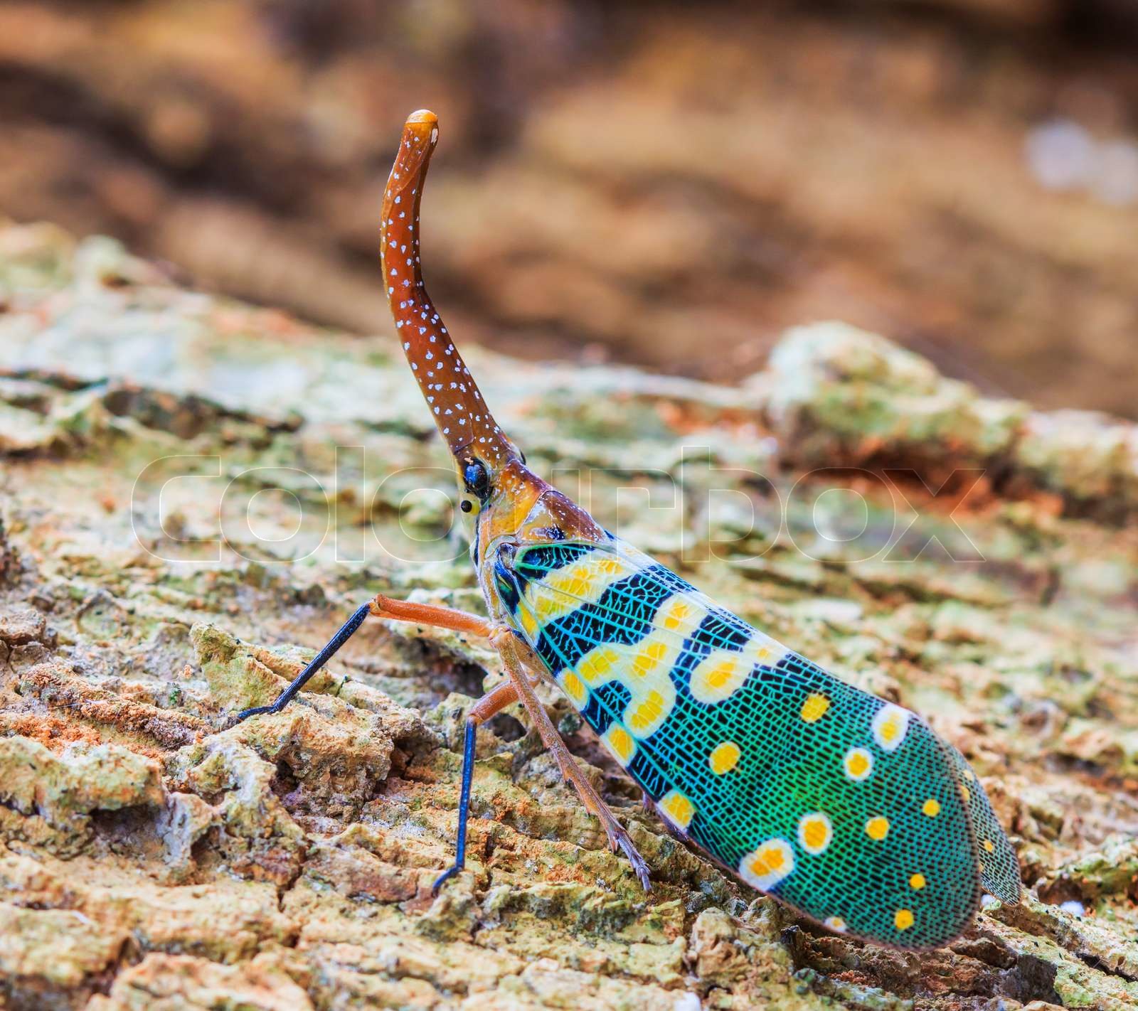 lanternfly, the insect on tree (FULGORID PLANTHOPPERS) Rainforest ...