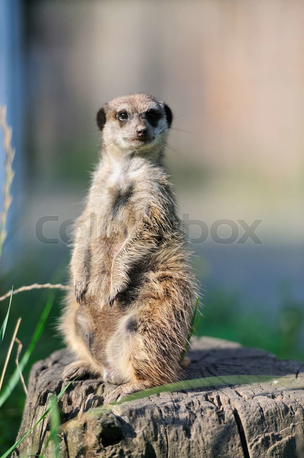 "Meerkat" | Stock image | Colourbox