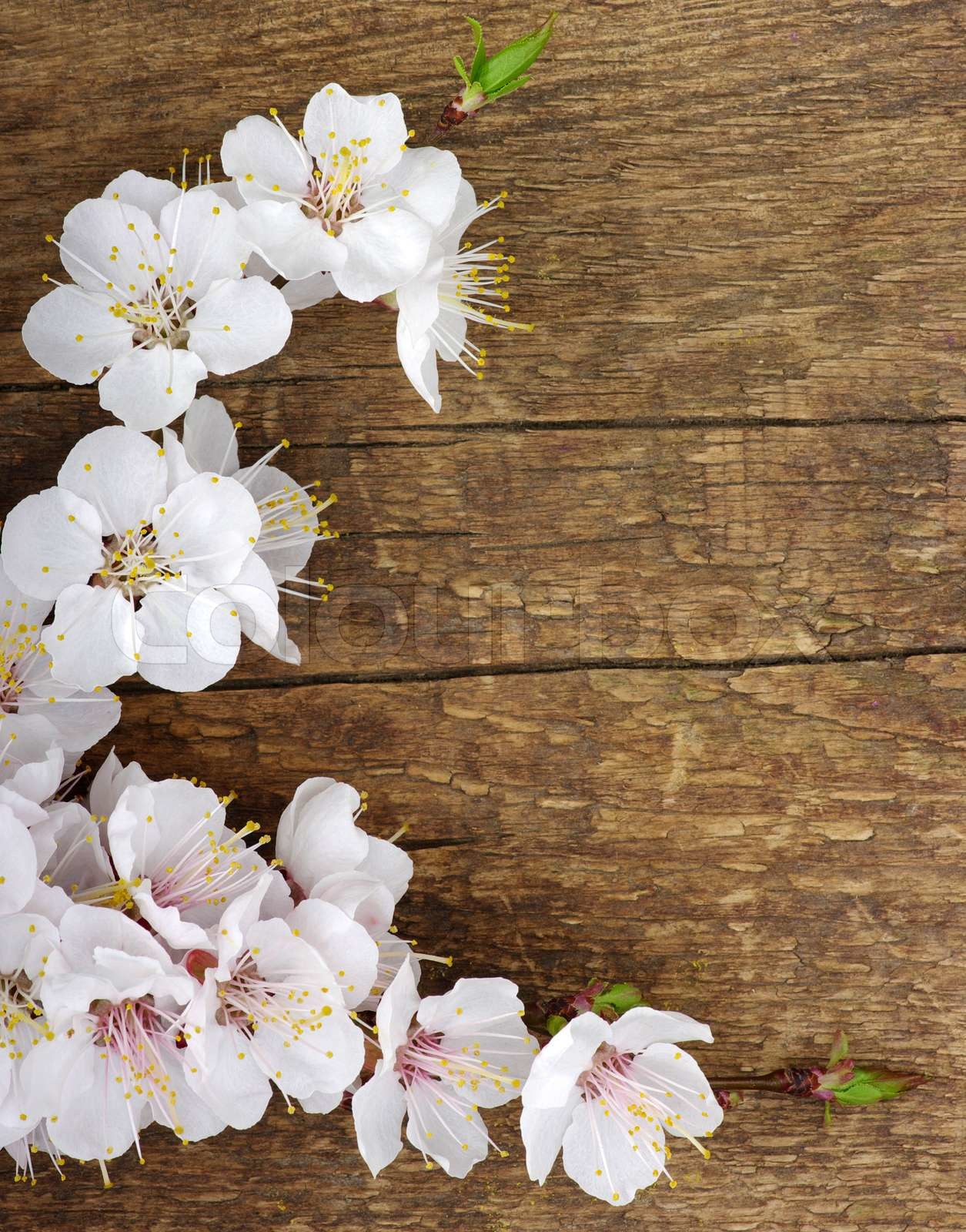 Spring flower | Stock image | Colourbox