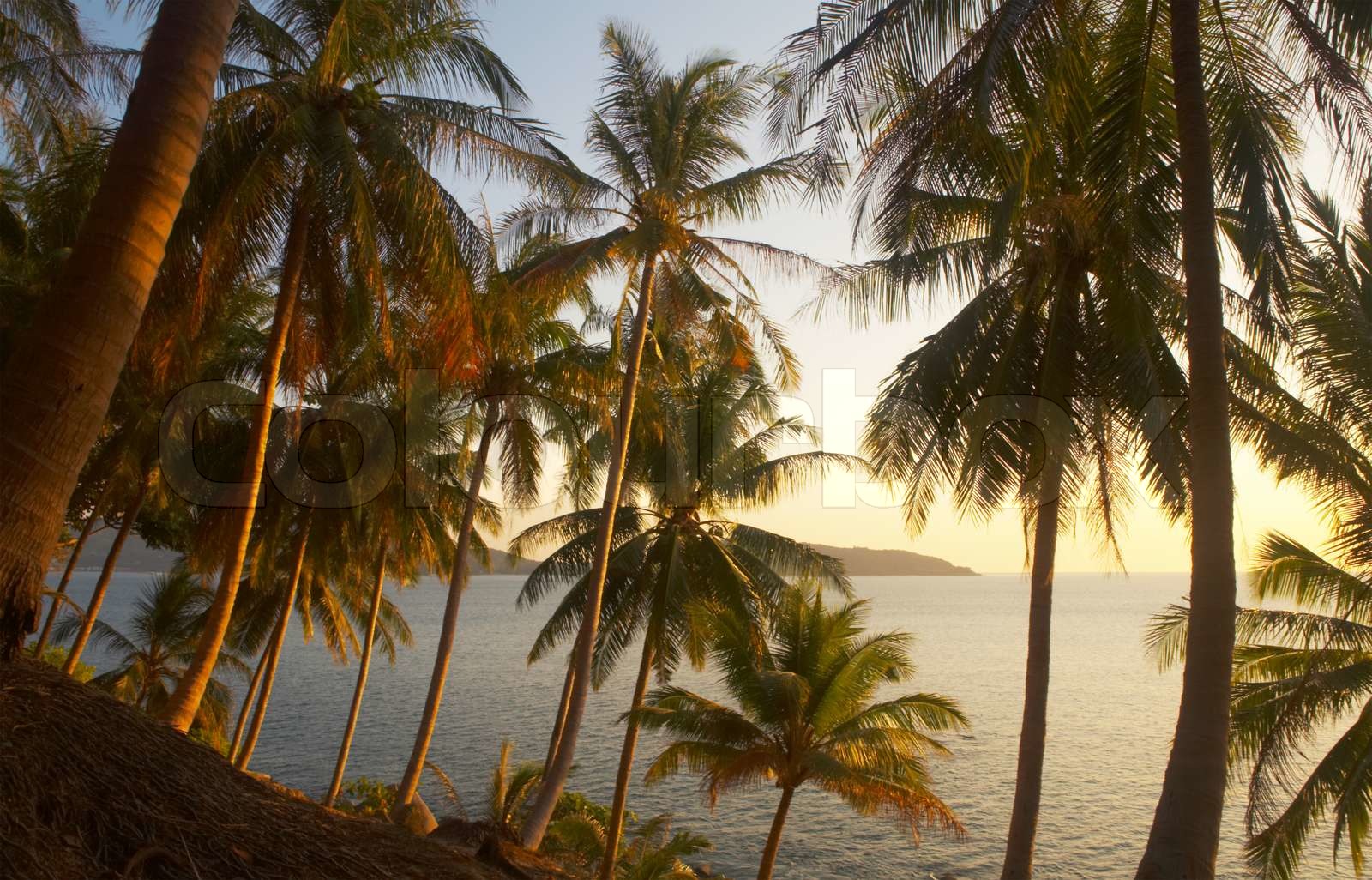 tropical environment | Stock image | Colourbox