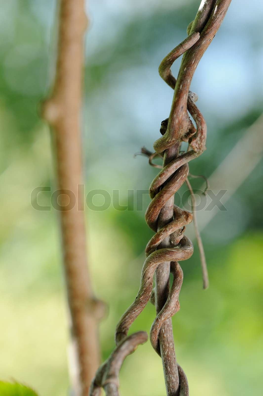 Creeping Grape Vine | Stock image | Colourbox