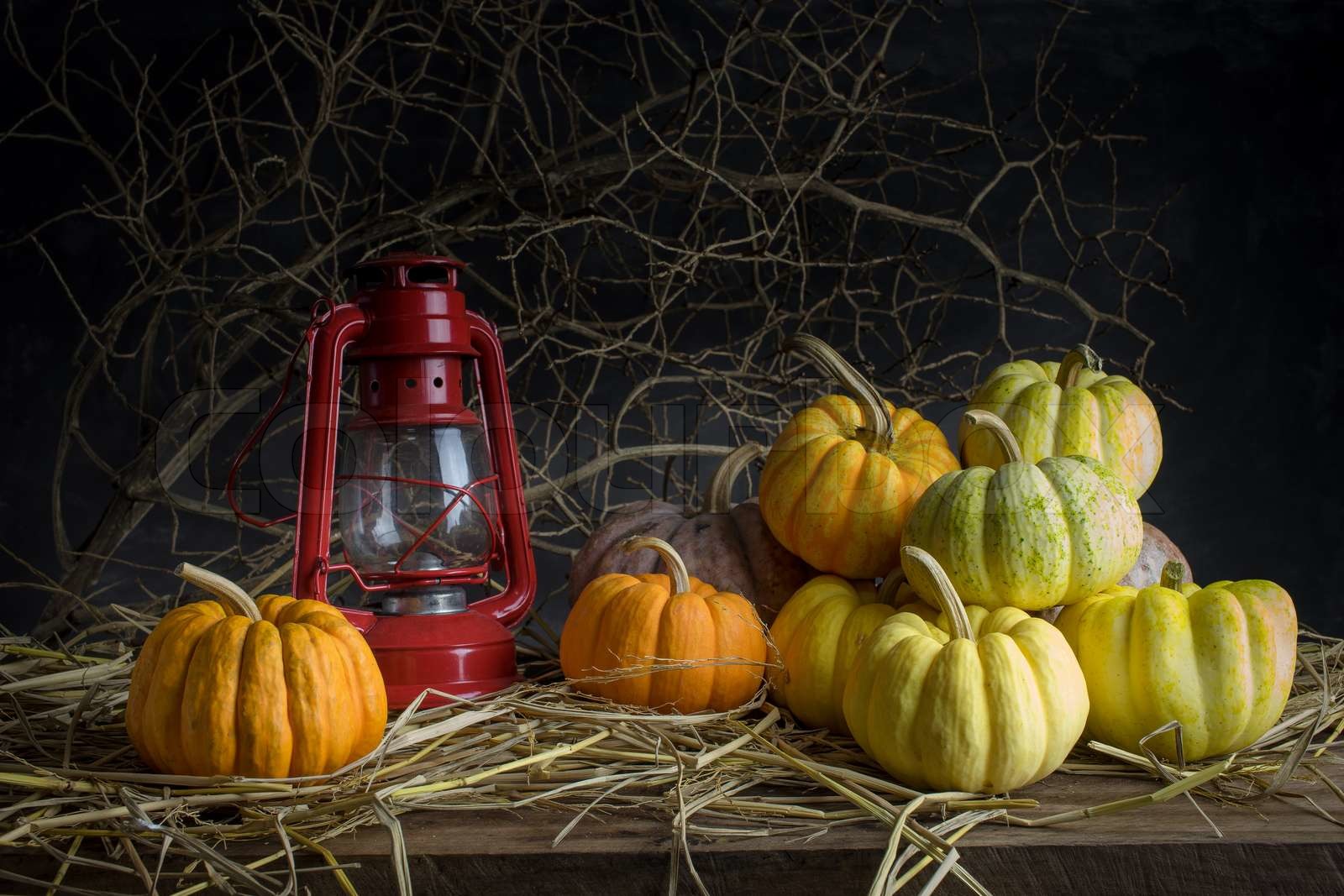 still life pumpkins | Stock image | Colourbox