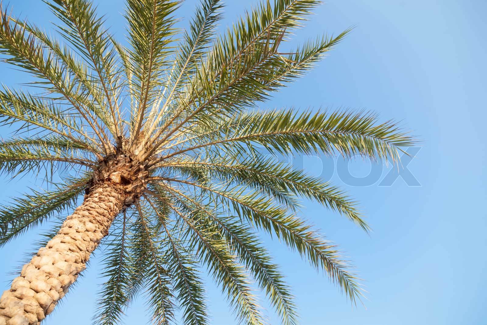 Large palm tree | Stock image | Colourbox