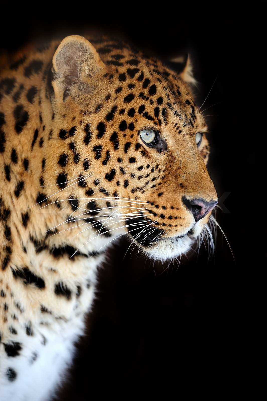 Leopard | Stock image | Colourbox