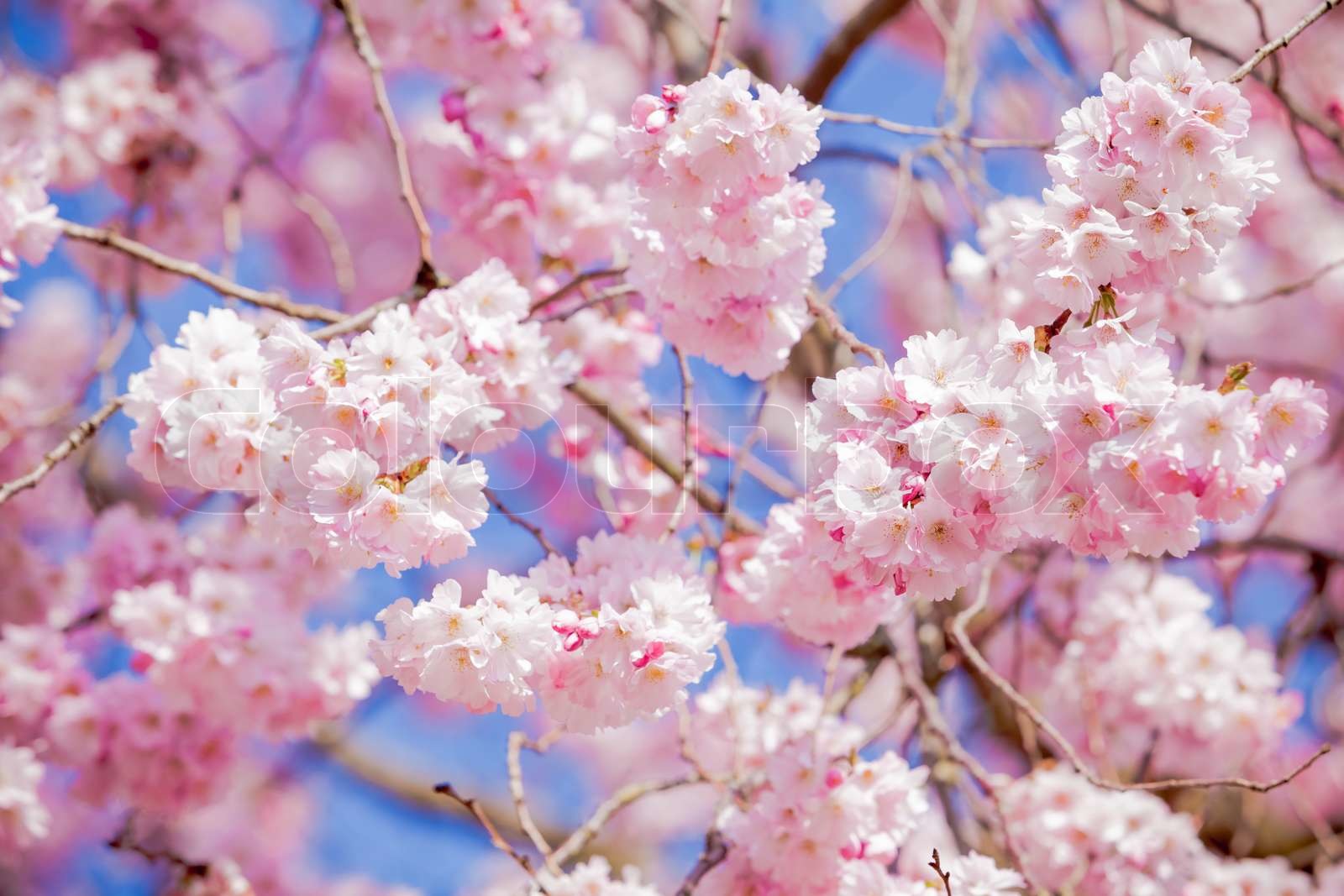 Cherry blossom, sakura flower | Stock image | Colourbox