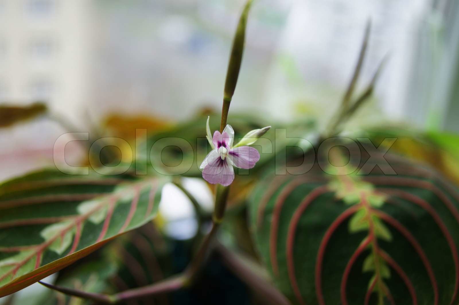 Blume Maranta tricolor | Stock Bild | Colourbox