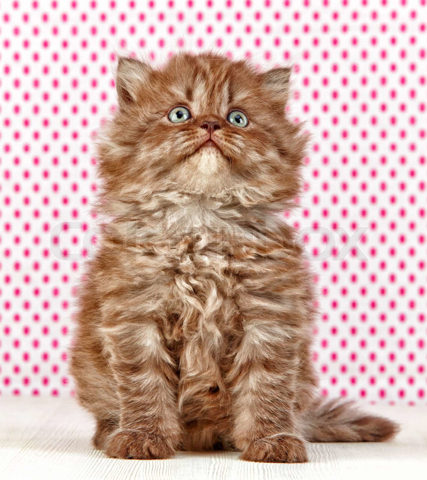 british long hair kitten | Stock image | Colourbox