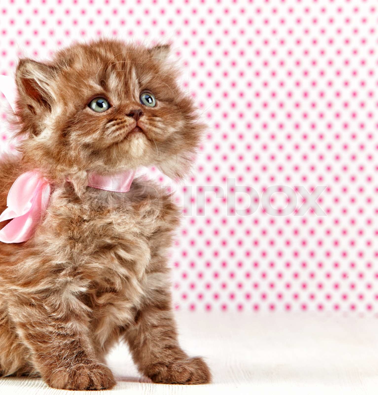 british long hair kitten | Stock image | Colourbox