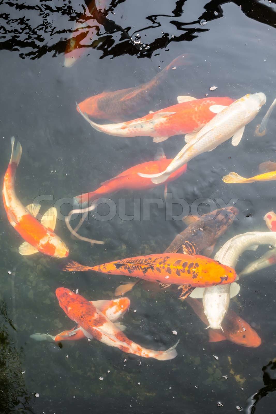 koi fish | Stock image | Colourbox