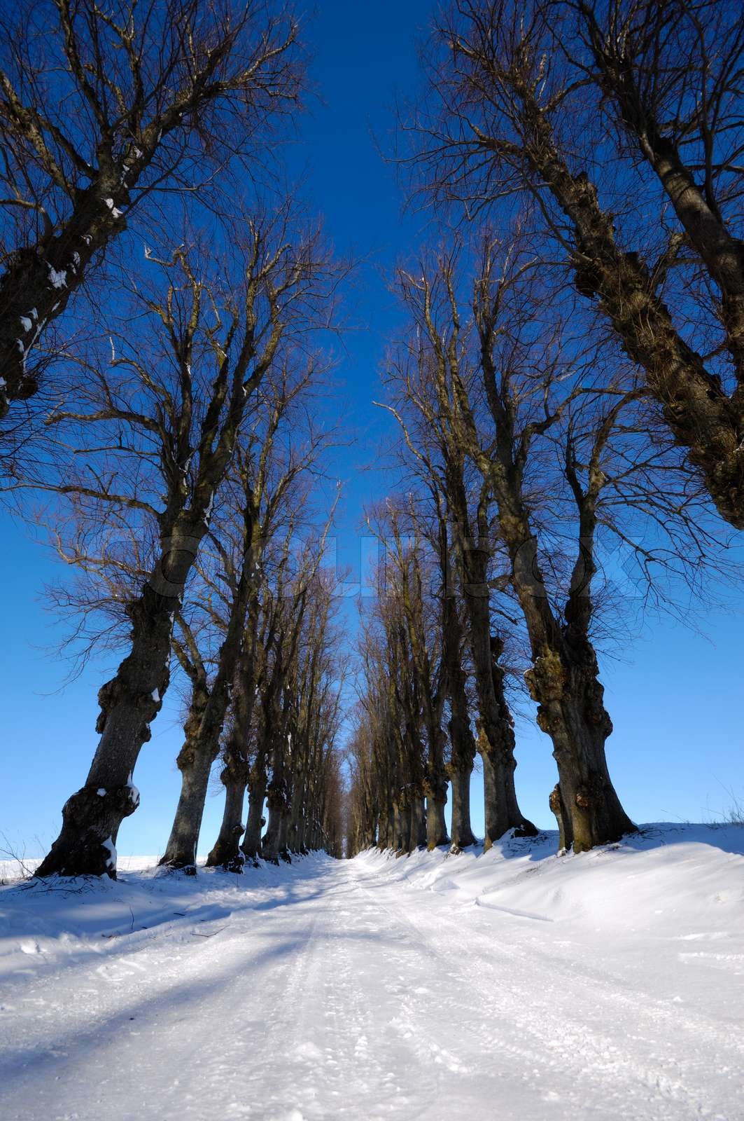 Pathway at winter | Stock image | Colourbox