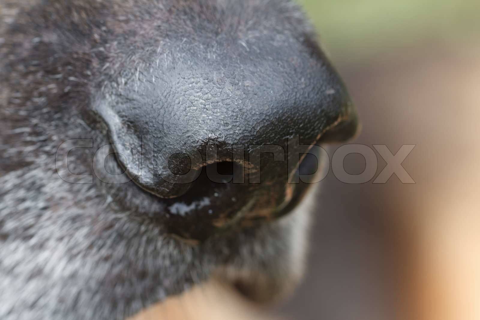 German Shepherd dog nose closeup | Stock image | Colourbox