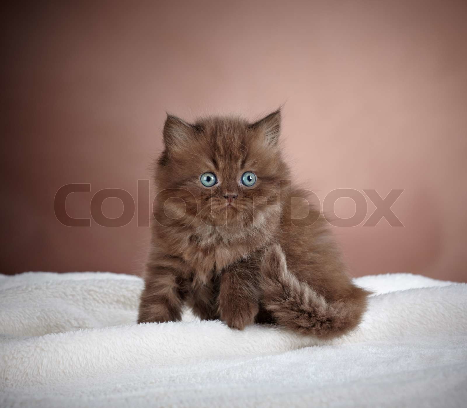 british long hair kitten | Stock image | Colourbox