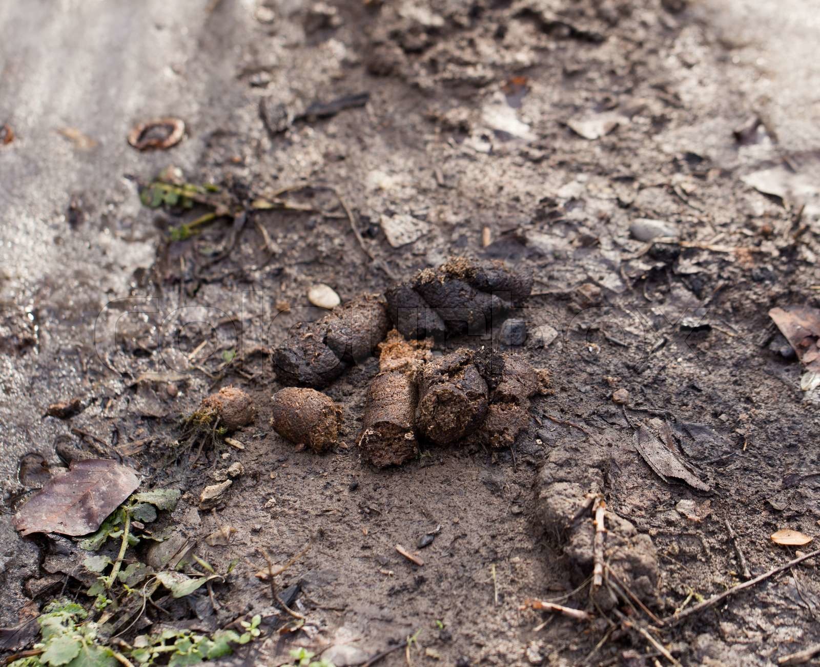 kot, hund, tier | Stock Bild | Colourbox