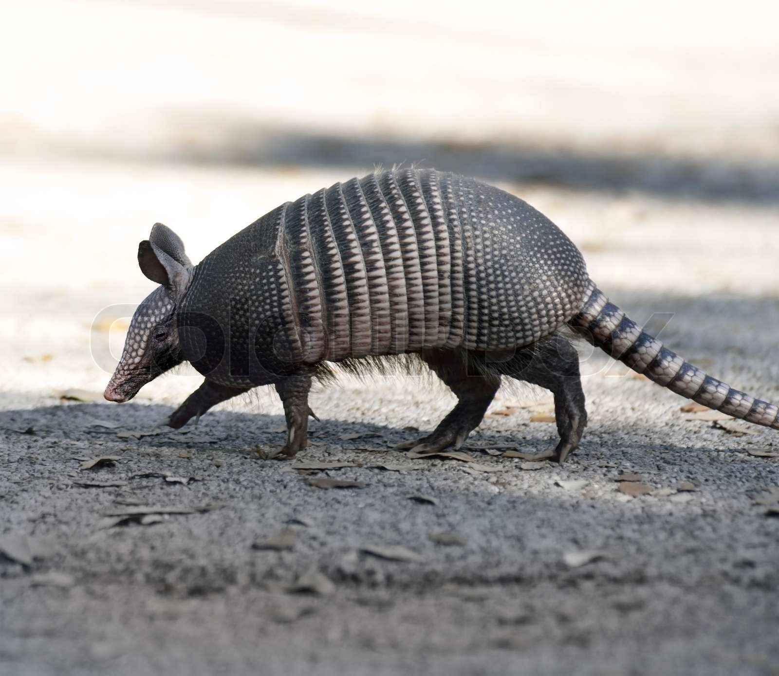Armadillo Crossing The Road | Stock image | Colourbox