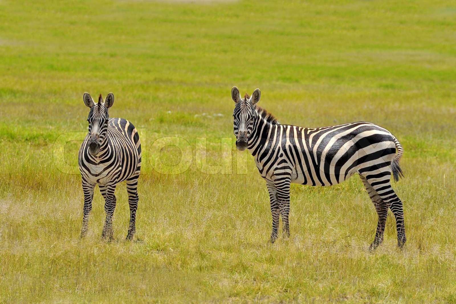 Zebra | Stock image | Colourbox