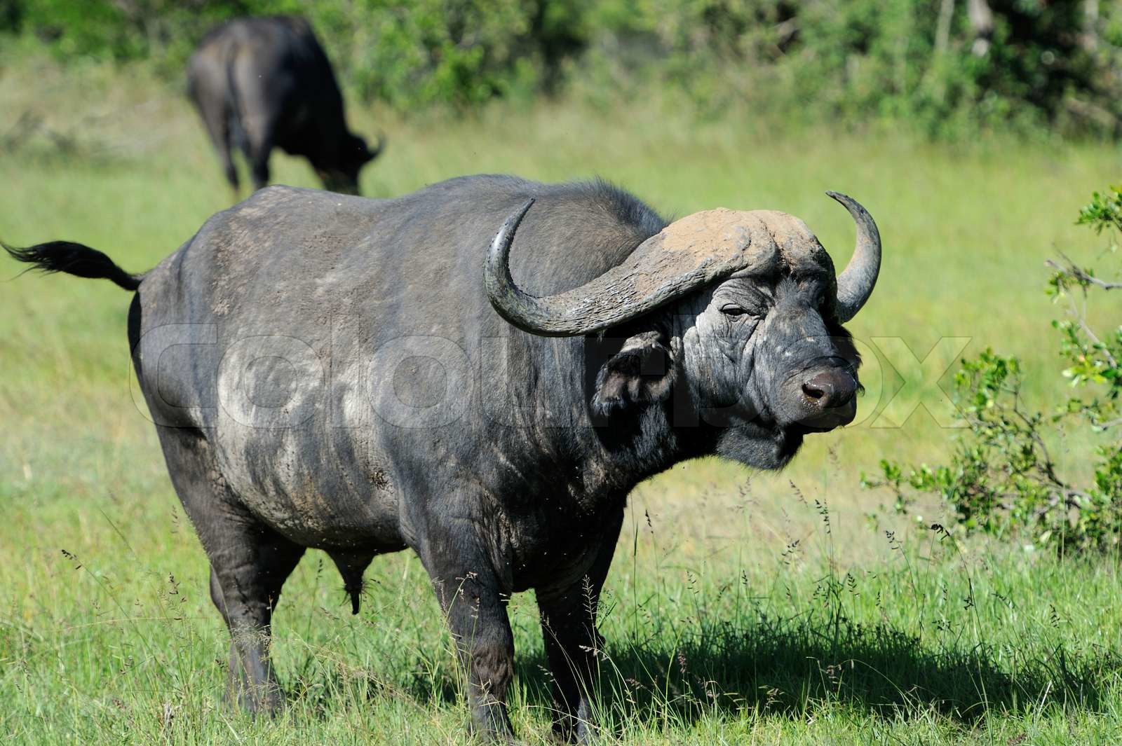 Buffalo | Stock image | Colourbox