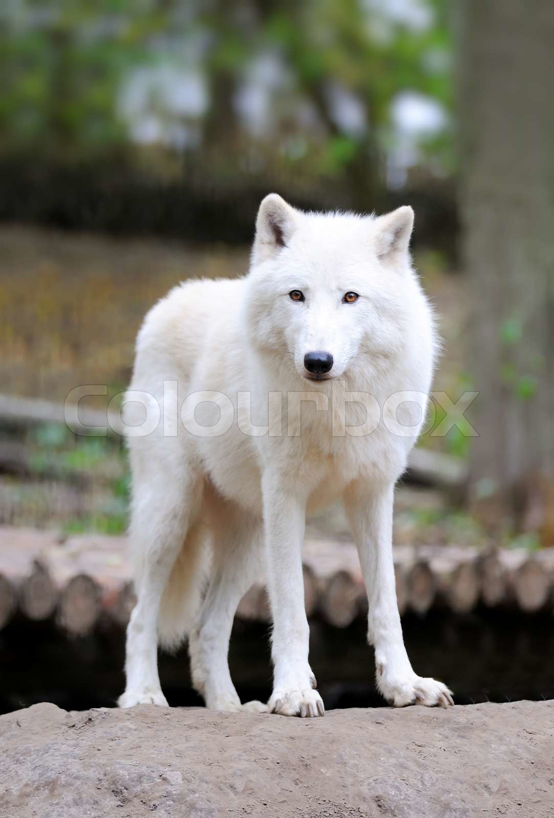 weiße Wolf im Wald | Stock Bild | Colourbox