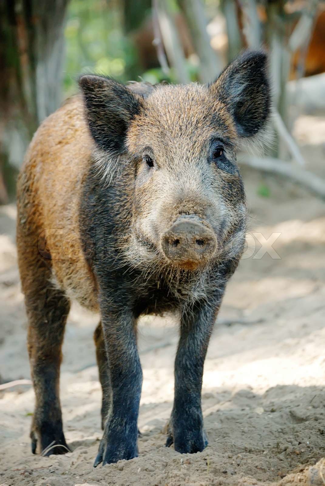 Wild boar | Stock image | Colourbox