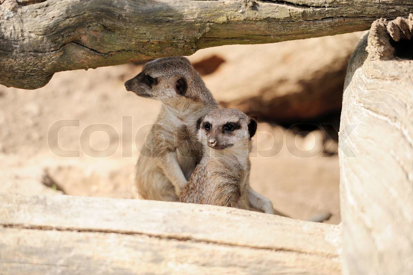 Meerkat | Stock image | Colourbox