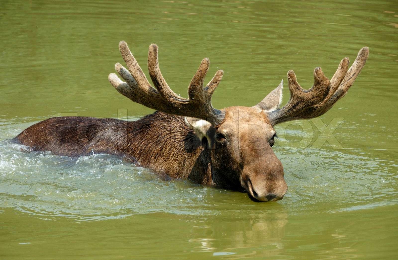 Moose swimming in lake | Stock image | Colourbox