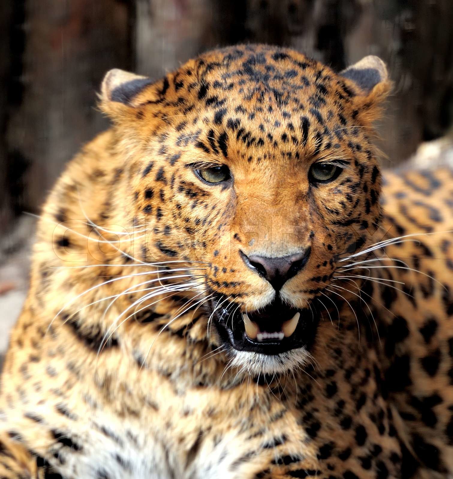 Leopard | Stock image | Colourbox