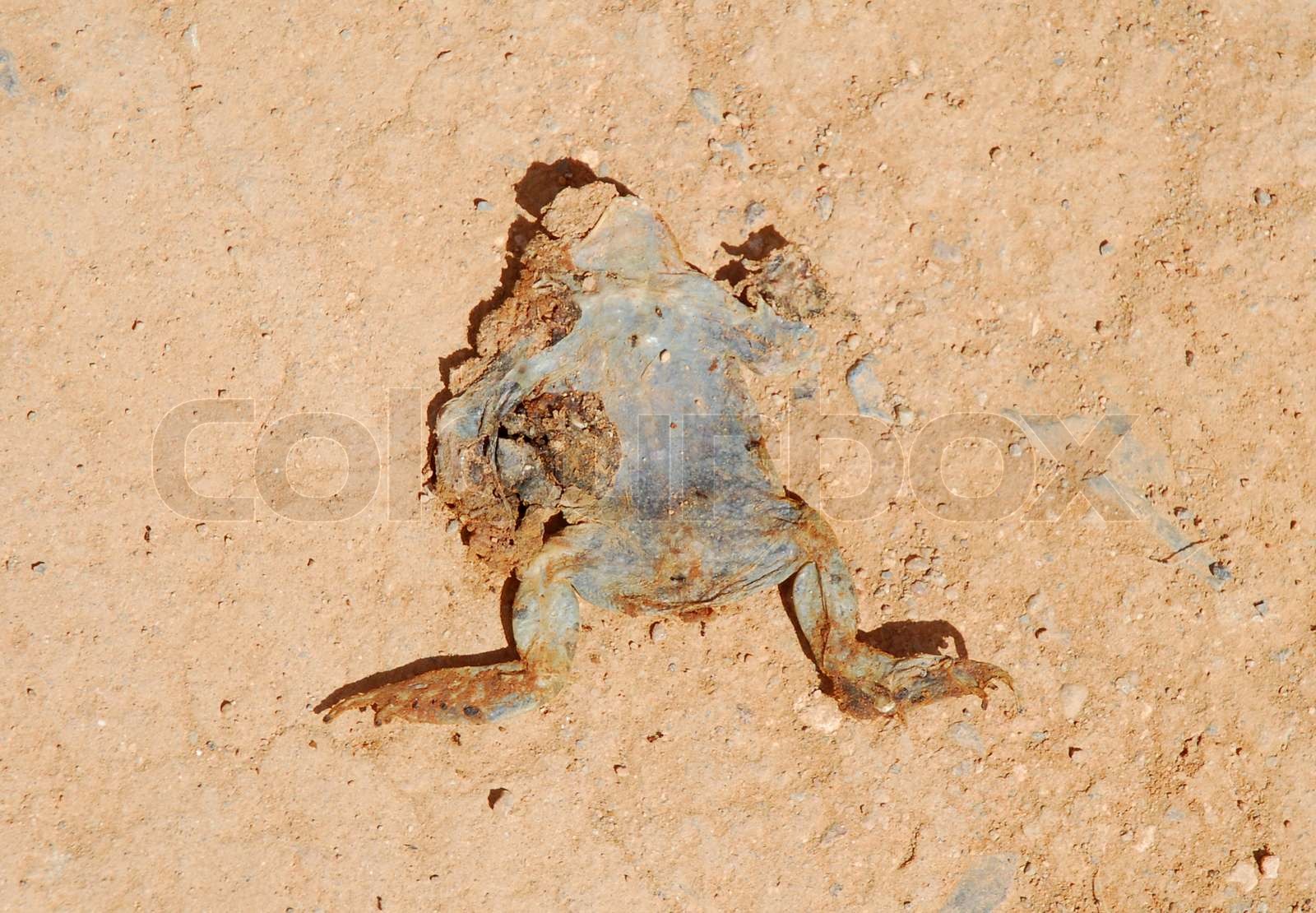 Flattened Frog | Stock image | Colourbox