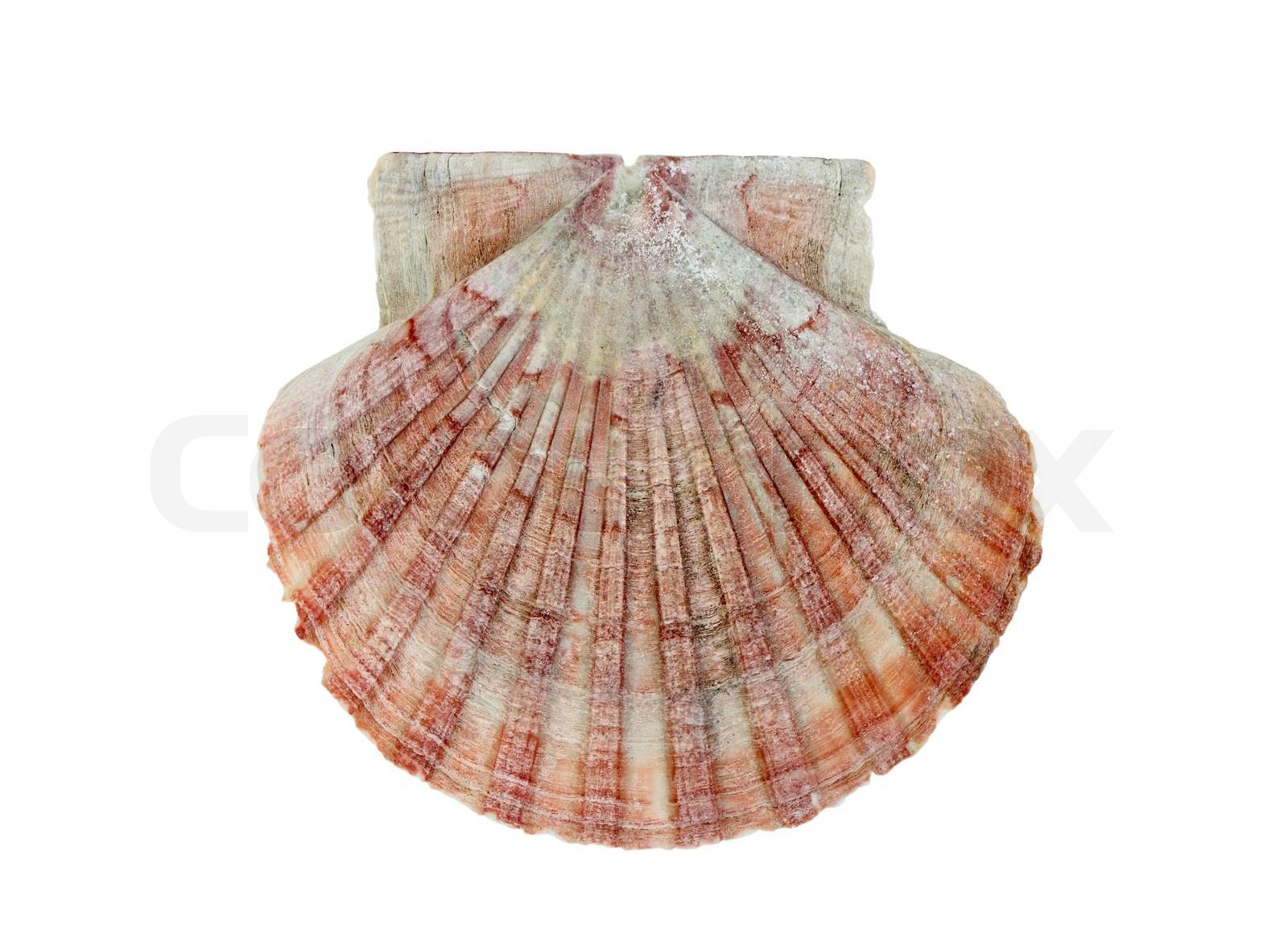 Scallop shell | Stock image | Colourbox