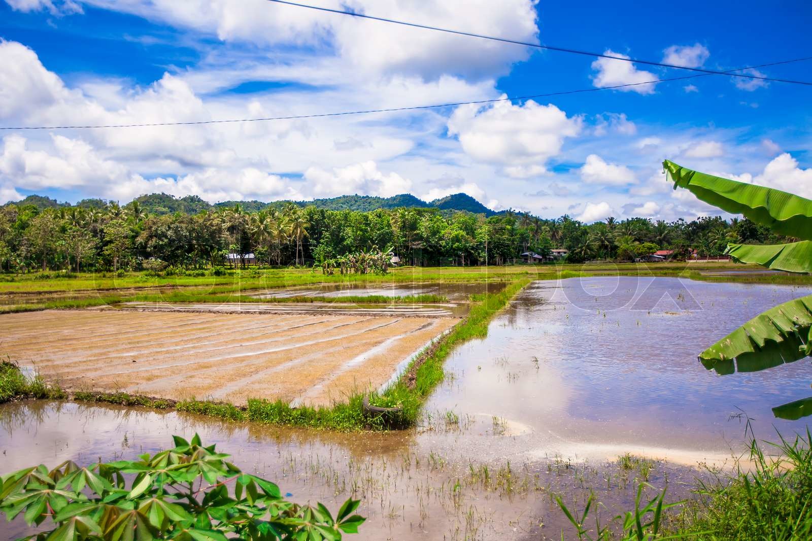 Green rice field in Philippine village on Bohol island | Stock image ...