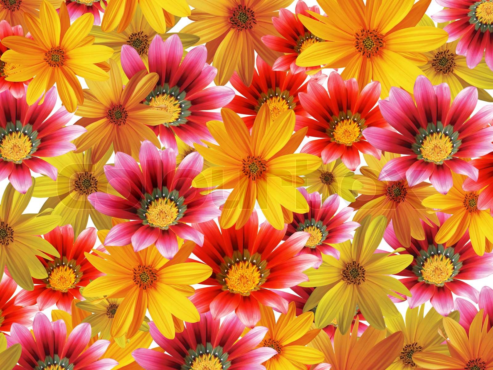 Blumen Hintergrund | Stock Bild | Colourbox