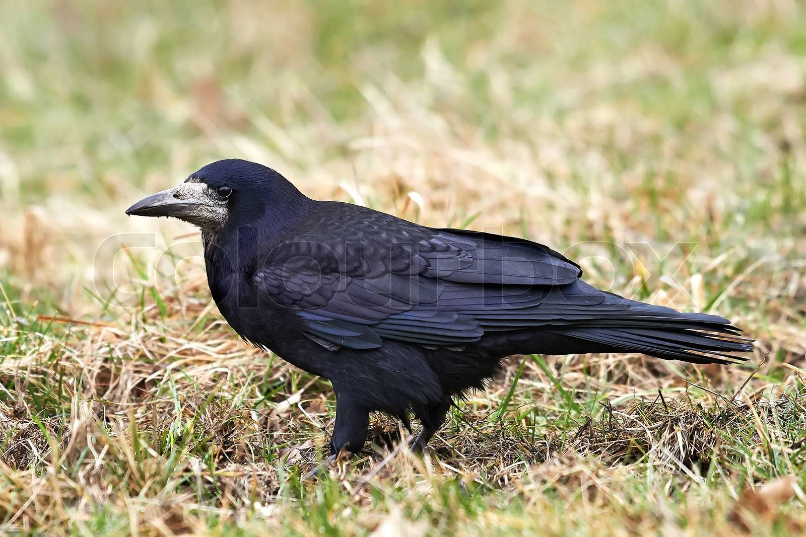 Rook (Corvus frugilegus) | Stock image | Colourbox