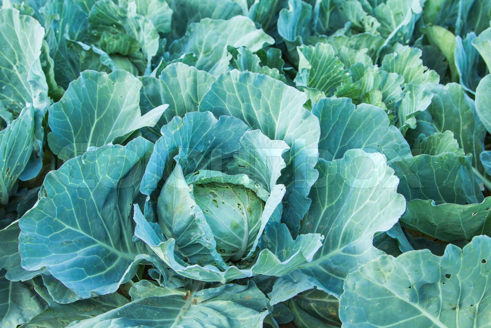 Kohl | Stock Bild | Colourbox