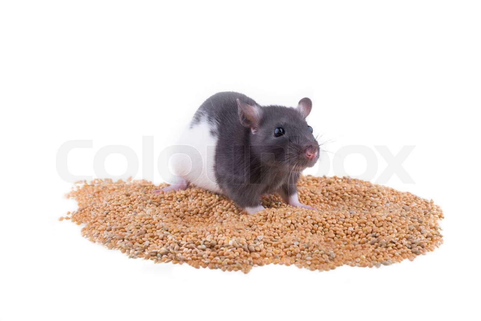 rat sits on a pile of millet | Stock image | Colourbox