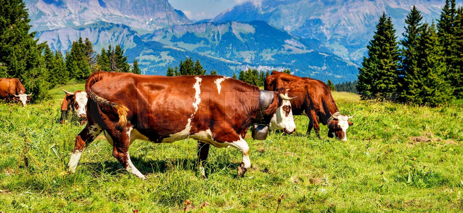 Alpine cows | Stock image | Colourbox