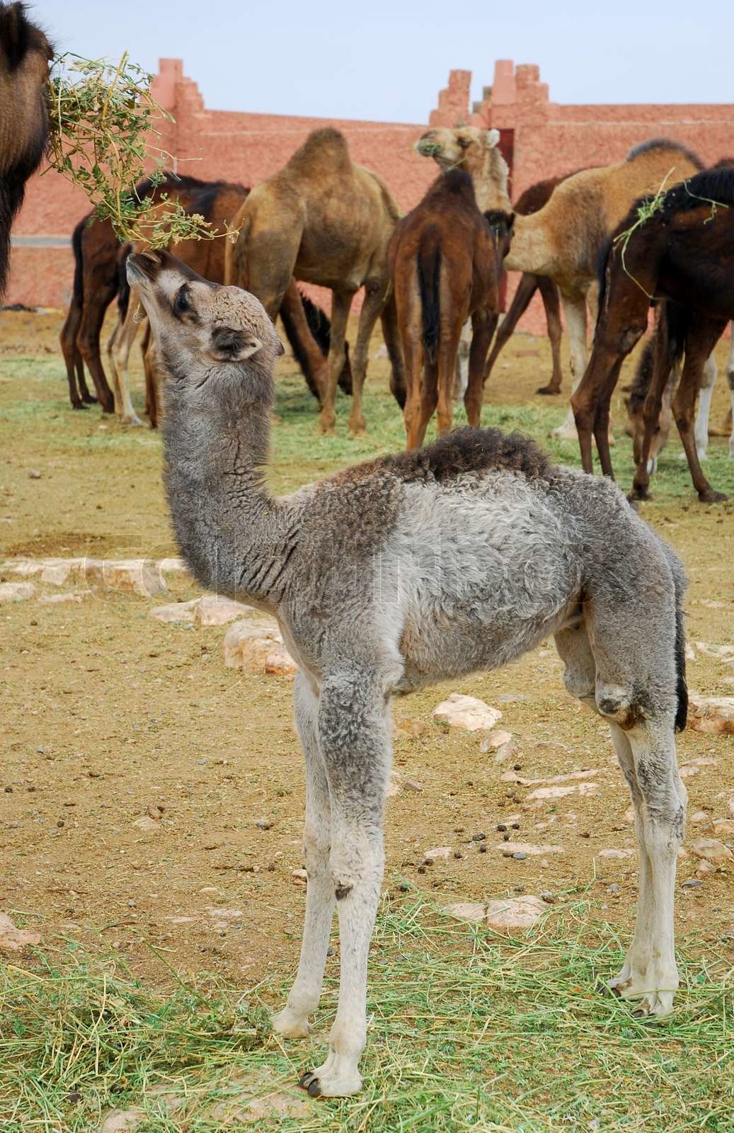 A Week Old Dromedary Calf | Stock image | Colourbox