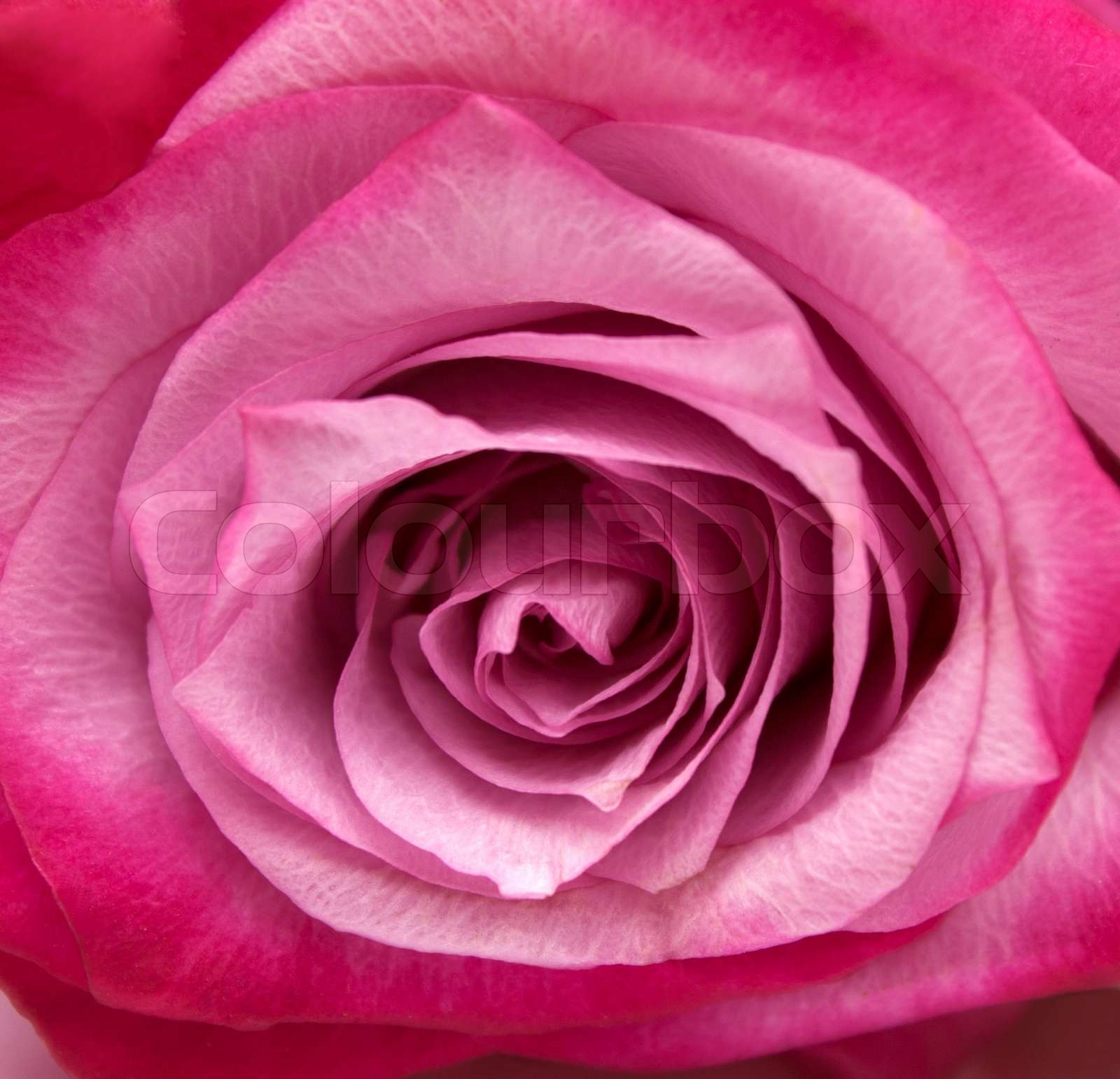 rosa rose | Stock Bild | Colourbox