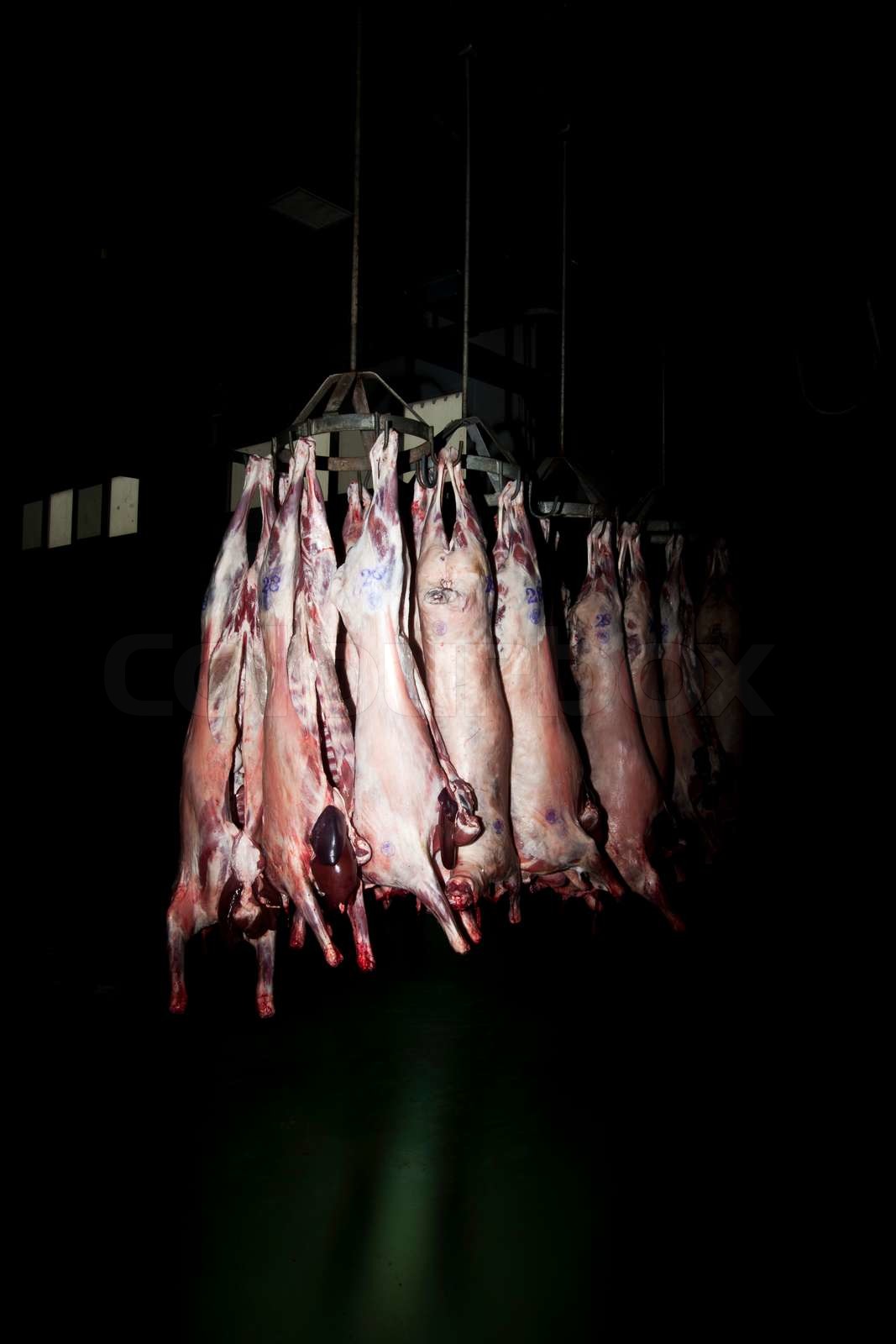 Slaughter house | Stock image | Colourbox